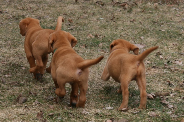 Fox red yellow Labrador breeder, chocolate Labrador breeder, black ...